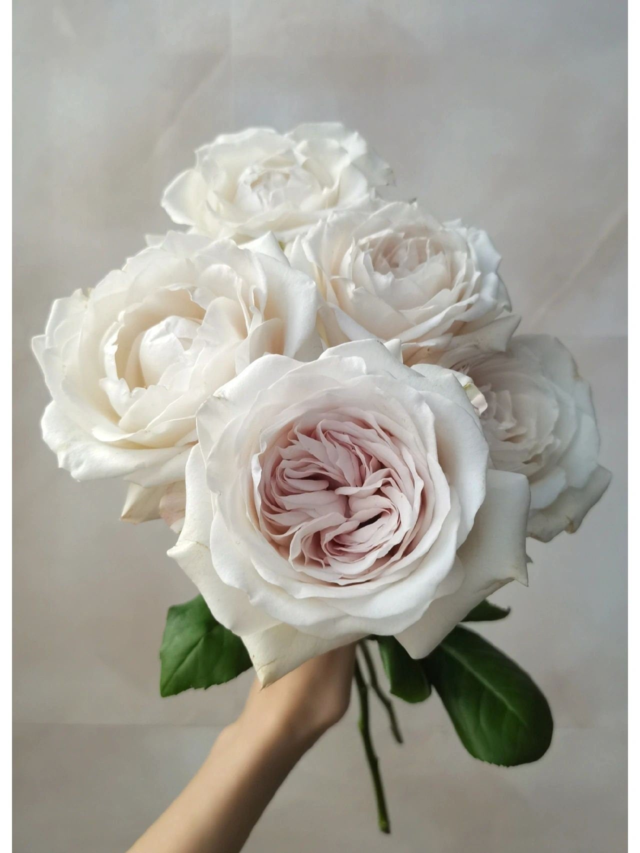 Pearlescence Rose【Sliver Lining】1.5 Gal OwnRoot| Silver-gray | Strong – GcmRanch